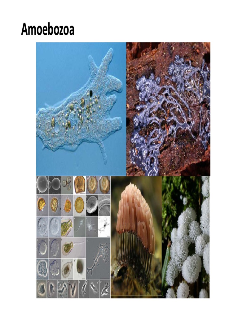 Amoebozoa_2015.pdf | Organismos | Ciencias de la tierra y de la vida
