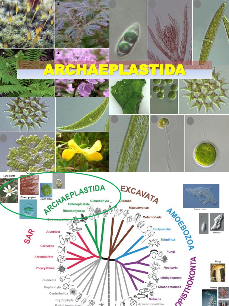Diversidad y características de Archaeplastida | PDF | Algas | Cloroplasto