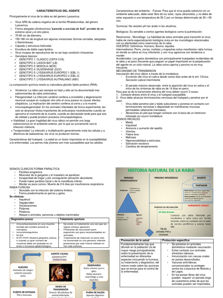 Características y Transmisión de la Rabia | PDF | Rabia | Virus