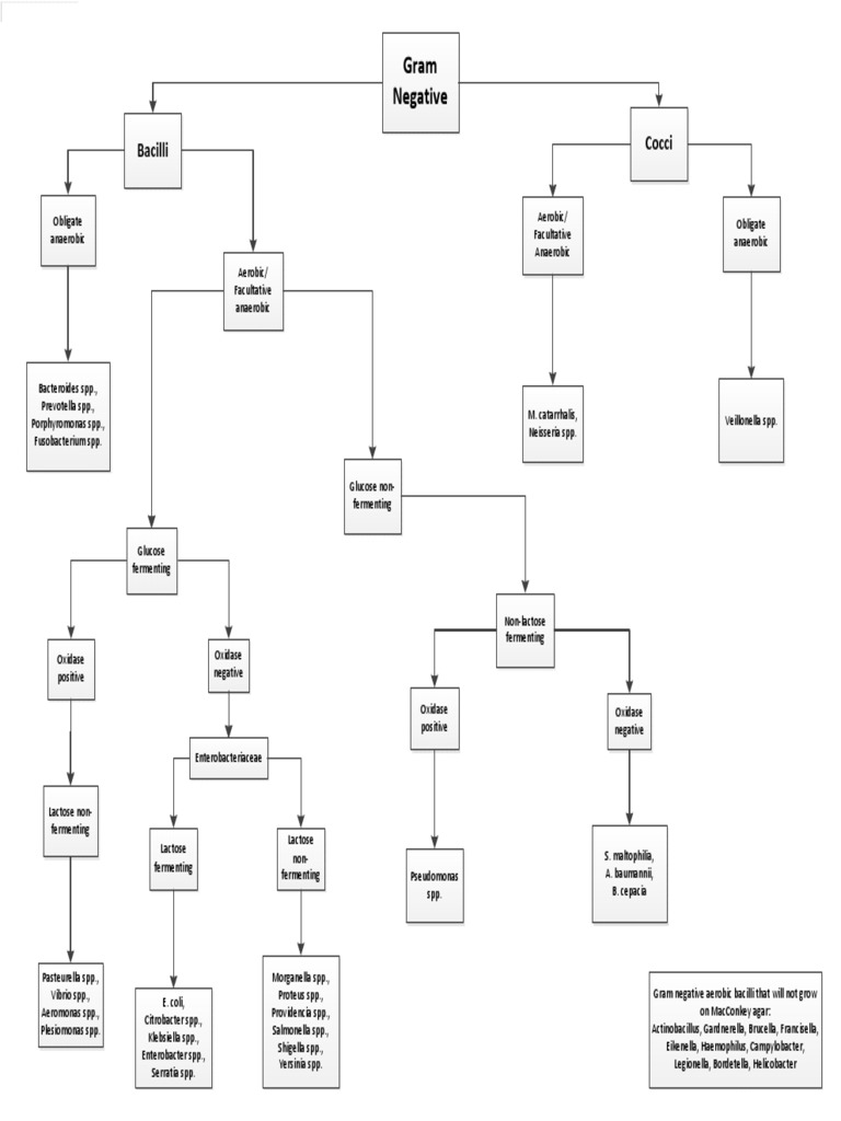 Flow Chart of Gram Negative Organisms | PDF | Gram Negative Bacteria ...