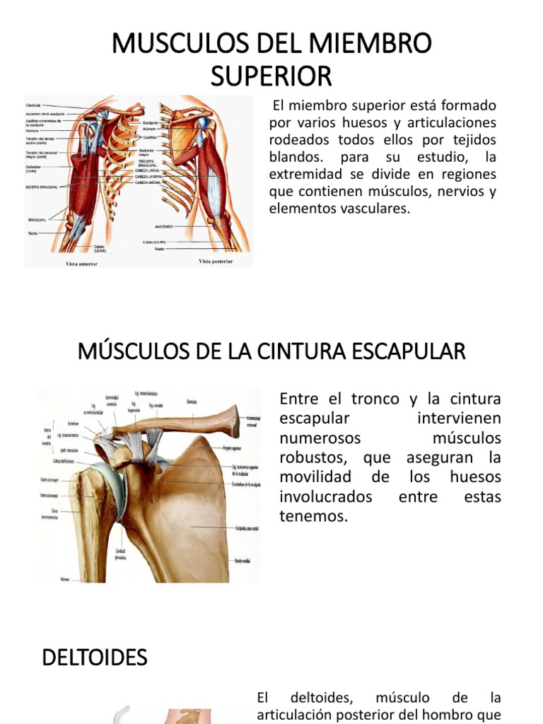 Anatomía de los Músculos del Miembro Superior | PDF | Mano | Codo