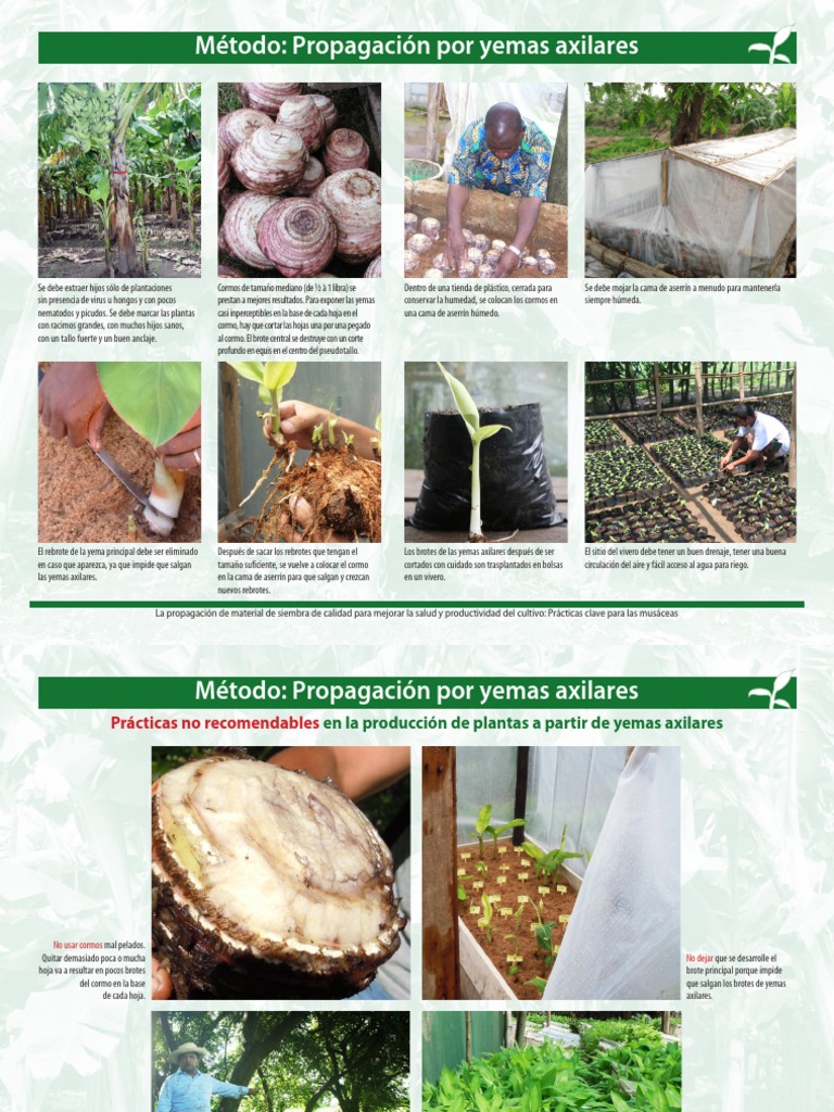 Propagación de plantas por yemas axilares | PDF | Hoja | Plantas