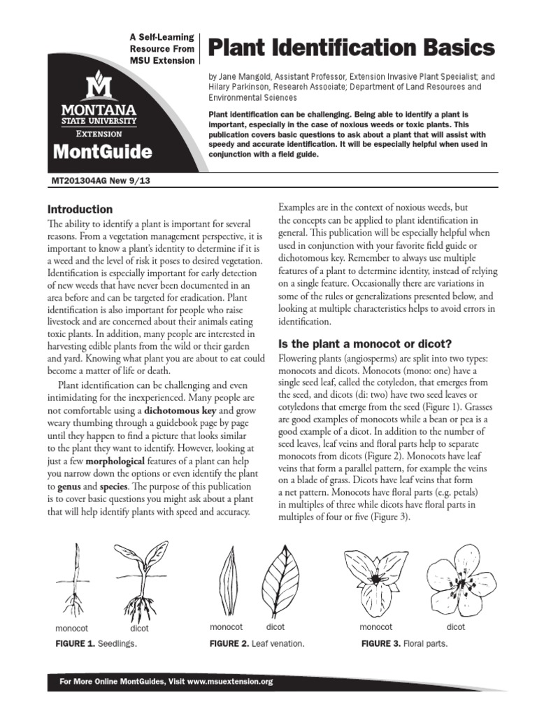 Plant Identification Basics | PDF | Leaf | Petal