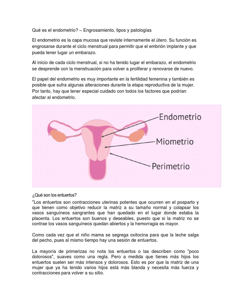 Qué Es El Endometrio | PDF | Eyaculación | El embarazo