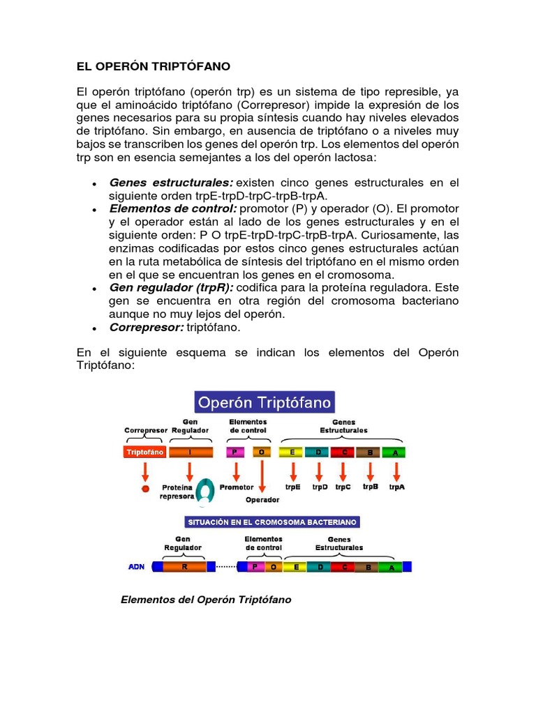El Operón Triptófano. Ever | PDF | Operón | Traducción (biología)