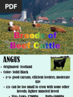 Essential Livestock Terminology Guide | PDF | Cattle | Pig