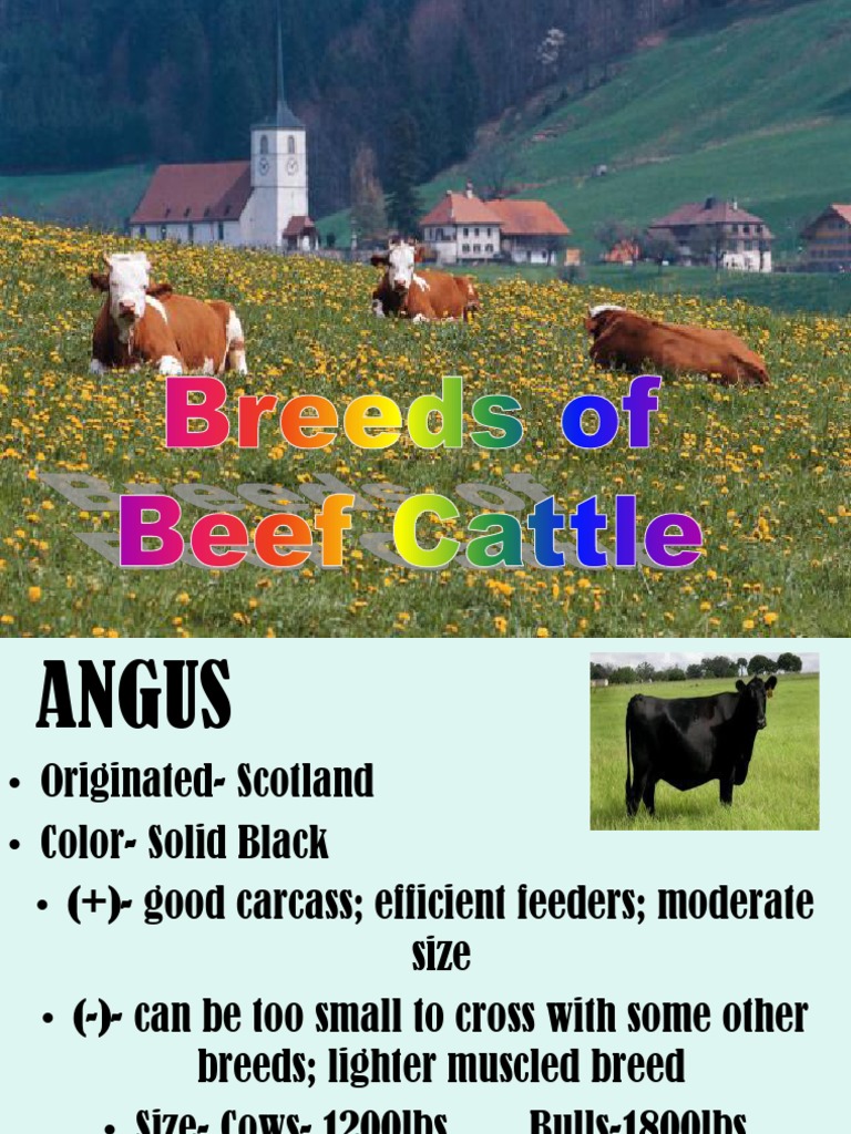 Beef Breeds Powerpoint | PDF | Bull | Cattle