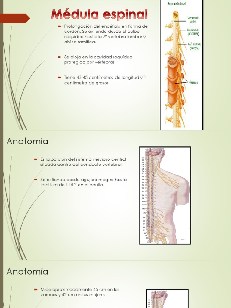 Neuroanatomia Diapositiva | PDF | Médula espinal | Cabeza y cuello humanos