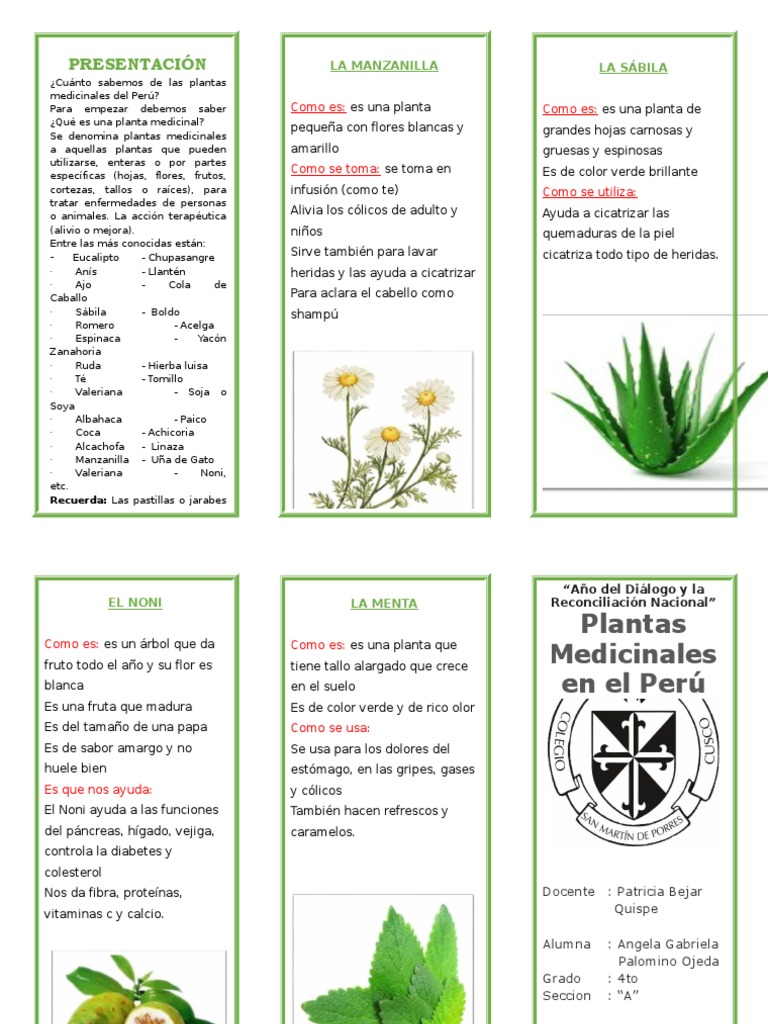 228385367 Triptico Plantas Medicinales