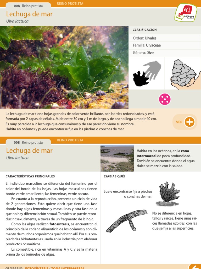Características de Ulva lactuca | PDF | Fotosíntesis | Algas