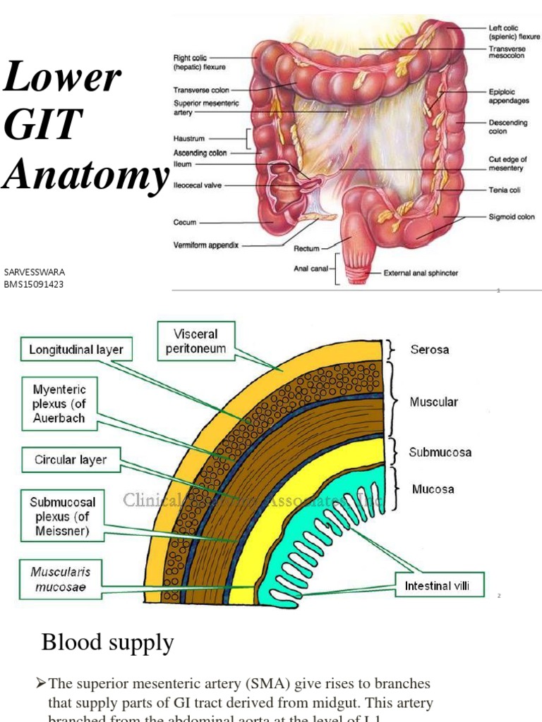 Lower GIT Anatomy: Sarvesswara BMS15091423 | PDF | Large Intestine ...