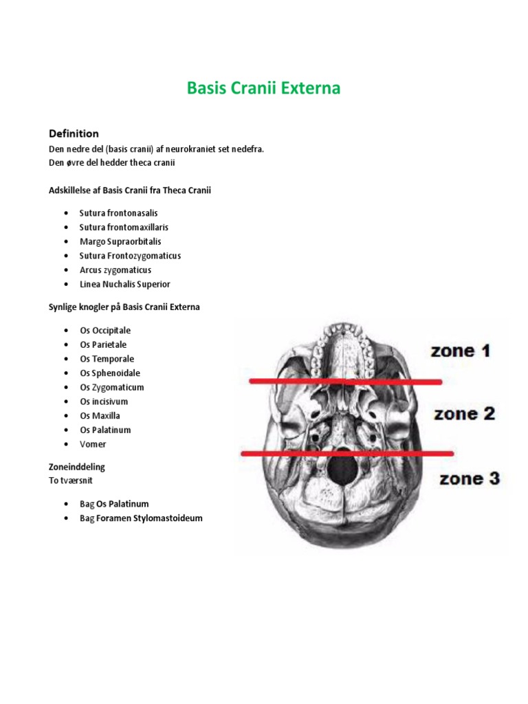 Basis Cranii Externa (DONE)