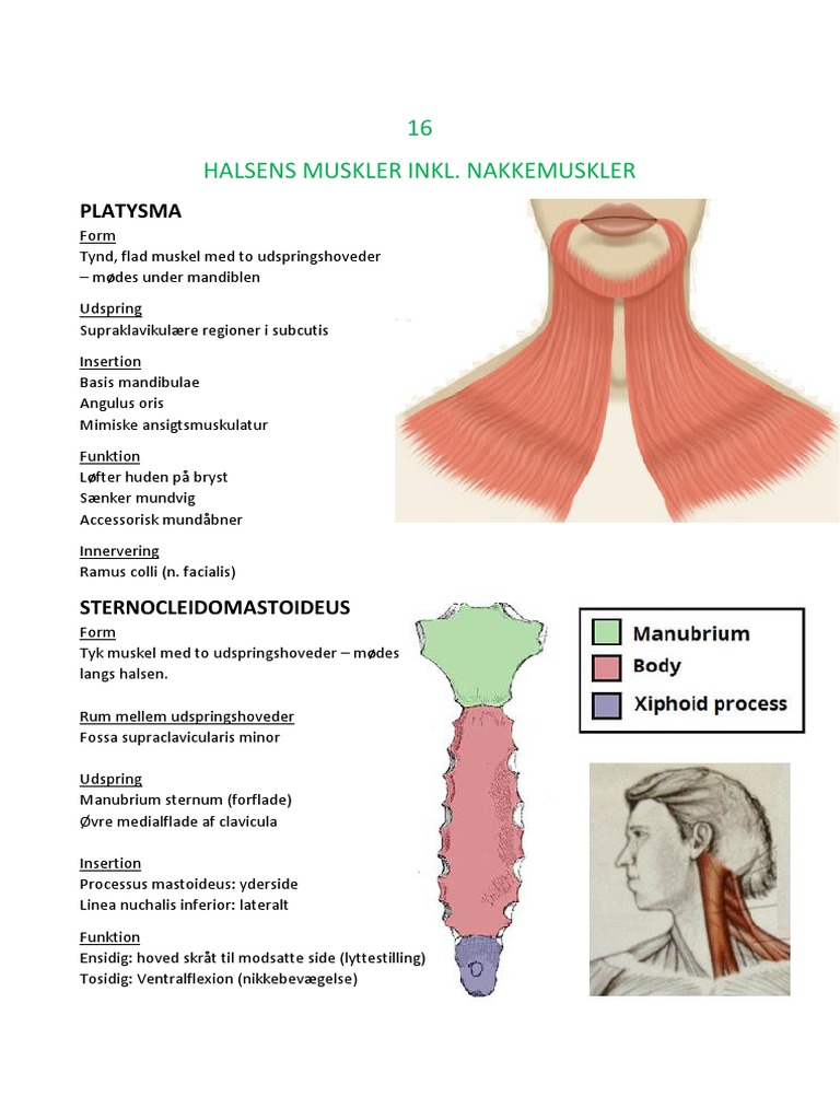 Halsen Muskler Inkl. Nakkemuskler (DONE) | PDF