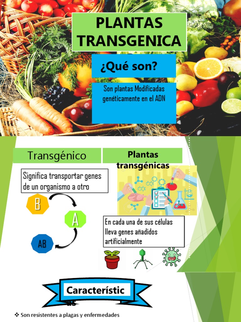 PLANTAS-TRANSGENICAS (Autoguardado) (Autoguardado) | PDF | Organismo ...