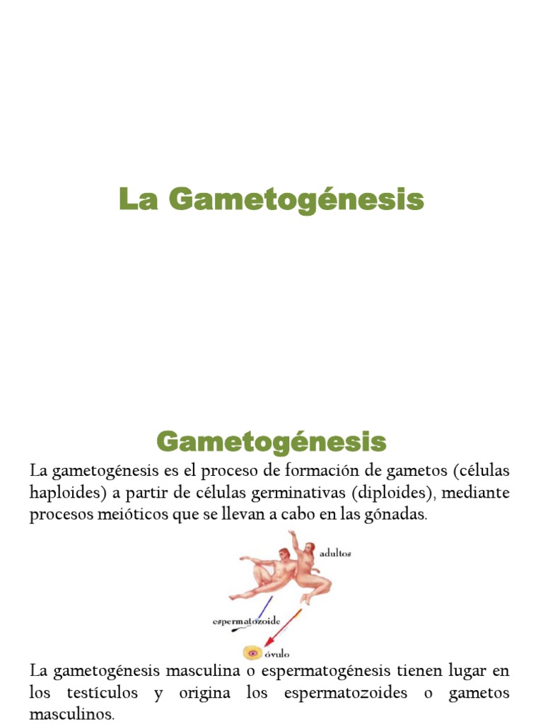 CLASE 01a Gametogenesis | PDF | Mitosis | Sistema reproductivo