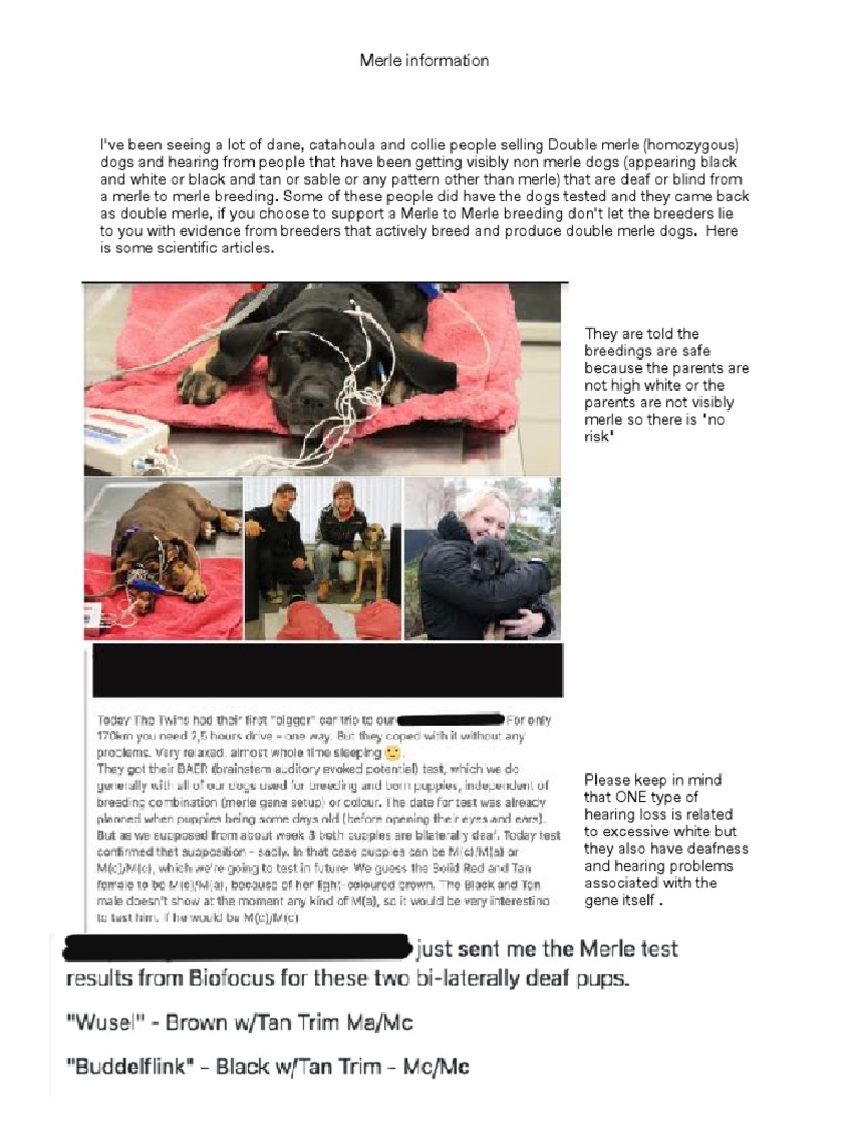 Merle Gene Information | PDF | Breeds | Breeding