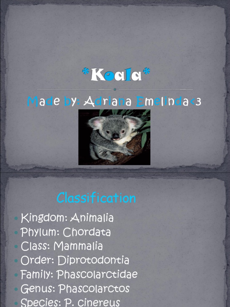 Koala Bear Powerpoint | PDF | Koala | Bears