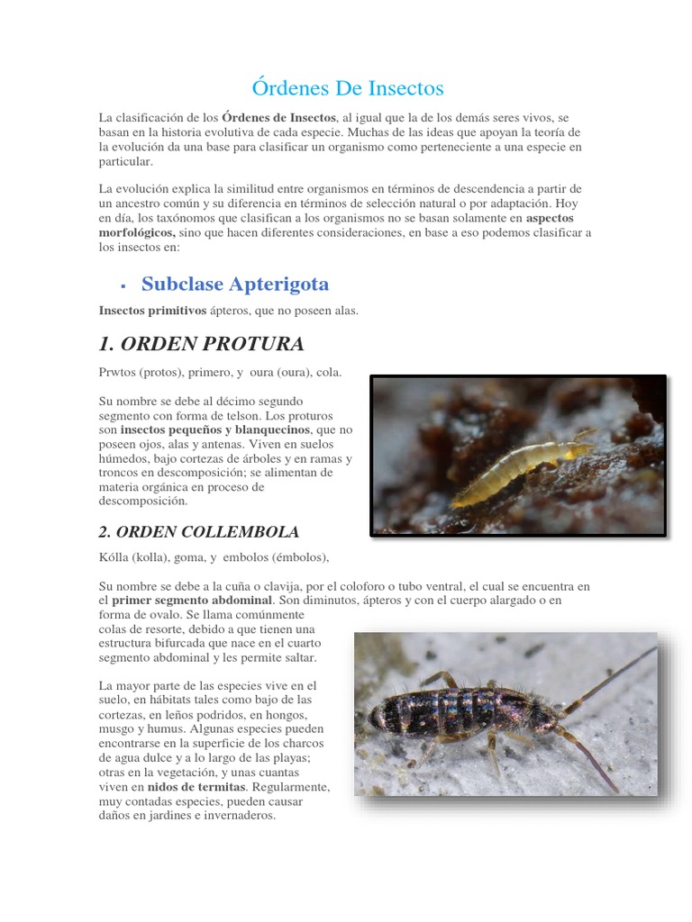 Clasificacion de Insectos Ordenes de Insectos | PDF | Insectos | Hexapoda