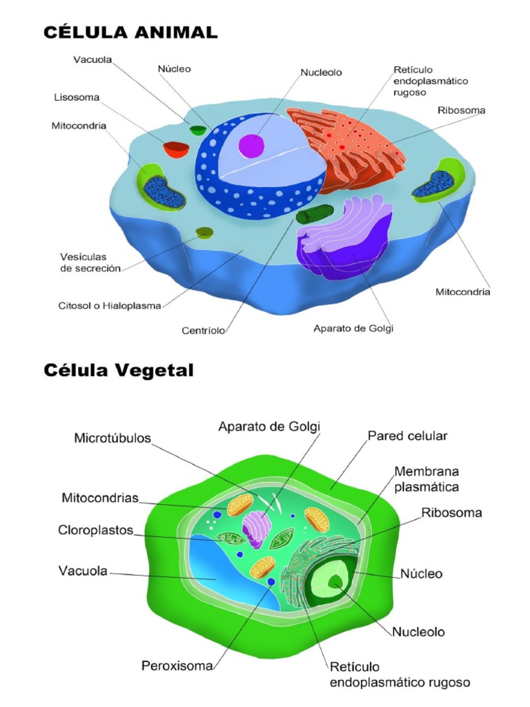 Celula Animal y Vegetal en Imagenes | PDF