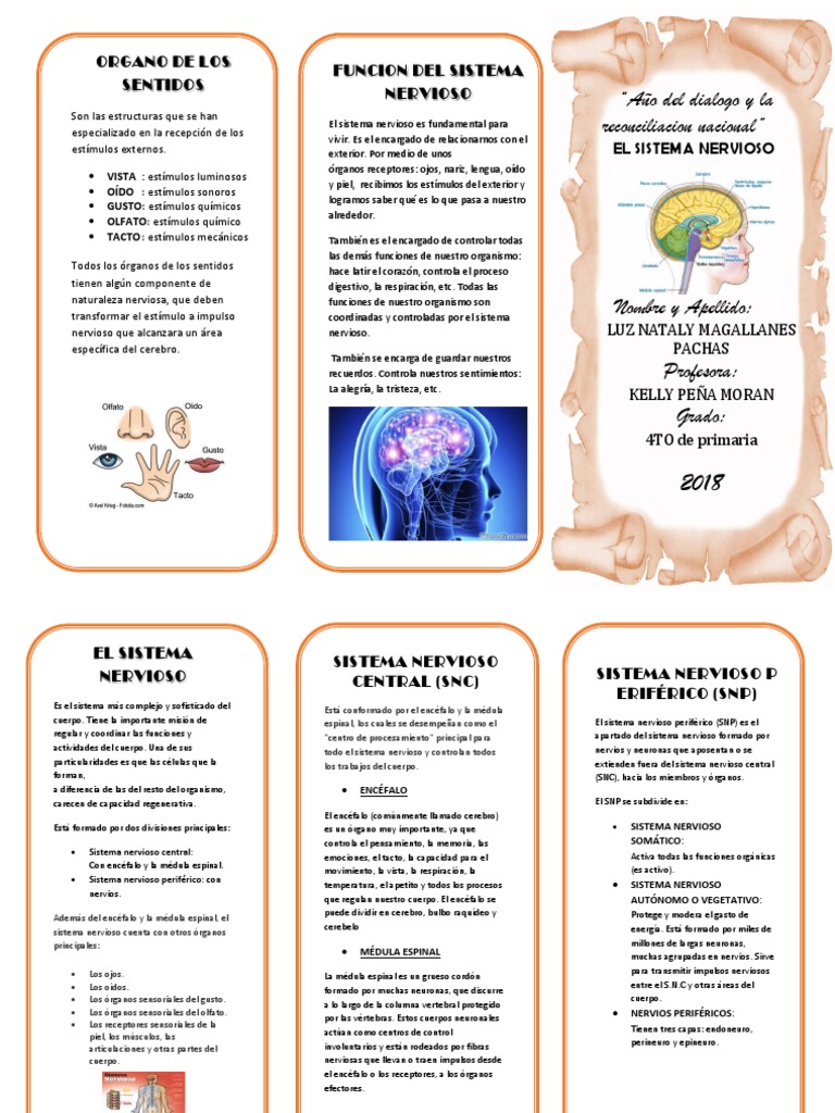 Triptico Del Sistema Nervioso | PDF | Sistema nervioso | Sistema nervioso central