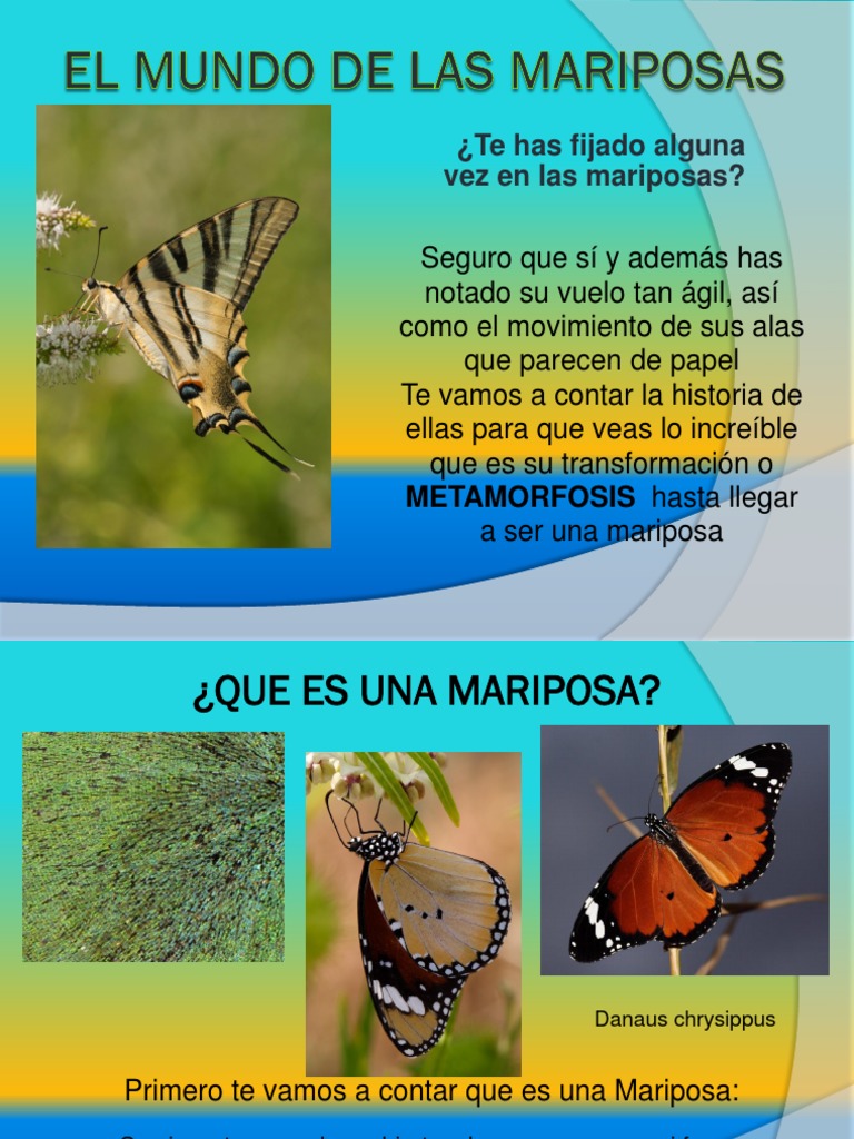 El Mundo de Las Mariposas PDF | Lepidópteros | Insectos