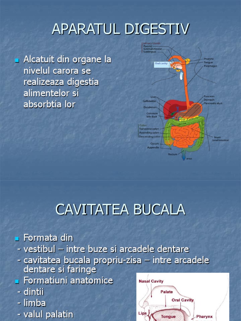 Anatomie APARATUL DIGESTIV | PDF