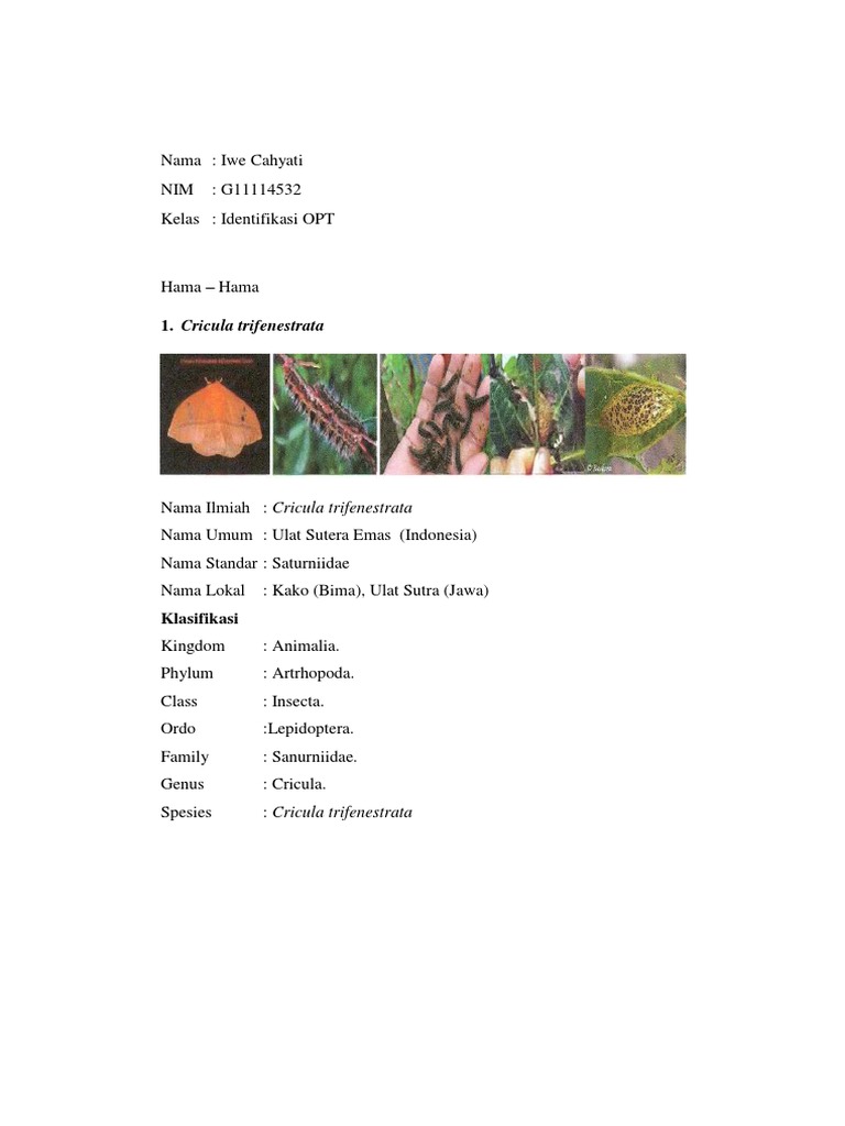 Identifikasi OPT | PDF