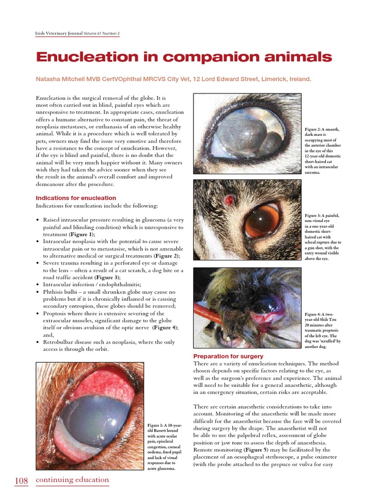 Enucleation in Companion Animals Feb 2008 Ivj PDF | PDF | Ophthalmology ...