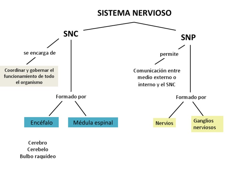 SNC SNP Sistema Nervioso: Se Encarga de Permite | PDF