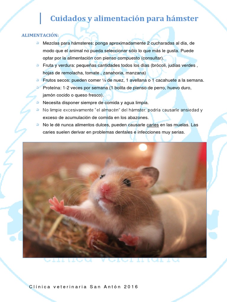 Hamster | PDF