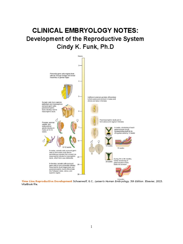 Reproductive System Embryology 2017 | PDF | Testicle | Androgen