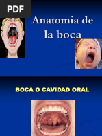 Atlas de Anatomía de la Cavidad Bucal | PDF | Boca | Anatomía