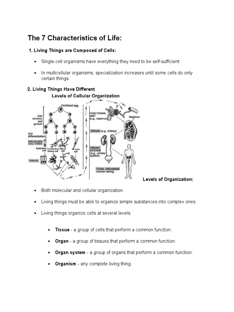 7 Characteristics of Life Explained | PDF | Wellness