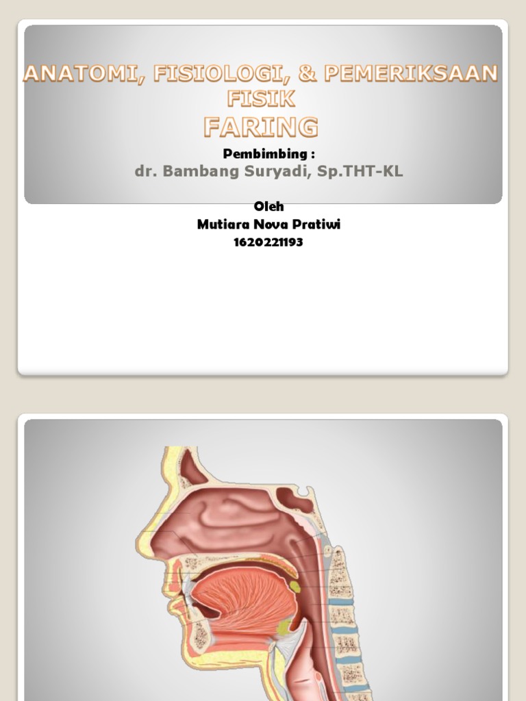 Anatomi, Fisiologi, PX Faring | PDF