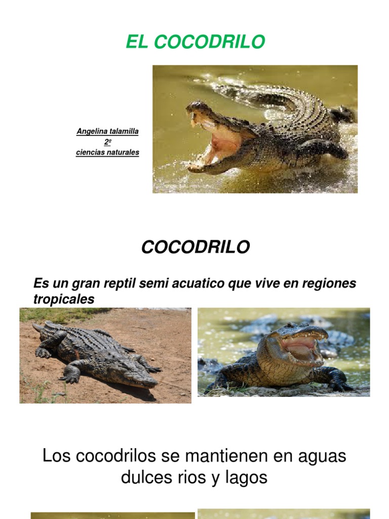 El Cocodrilo | PDF | Reptil | Organismos