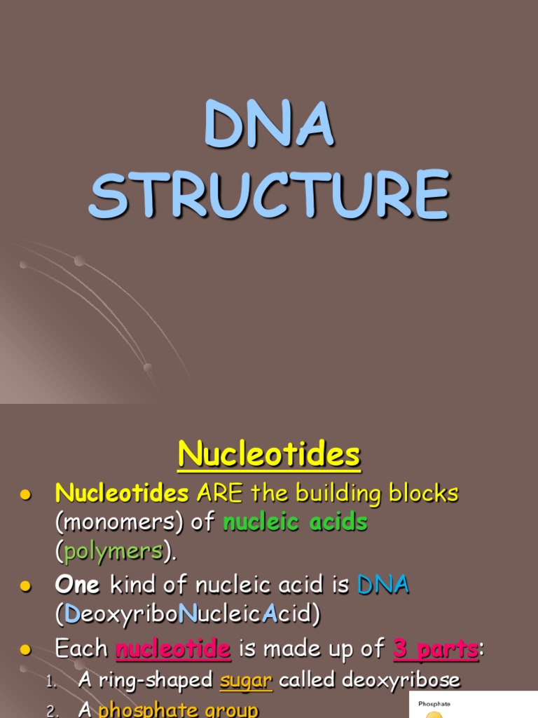 DNA Structure Notes | PDF | Nucleotides | Dna