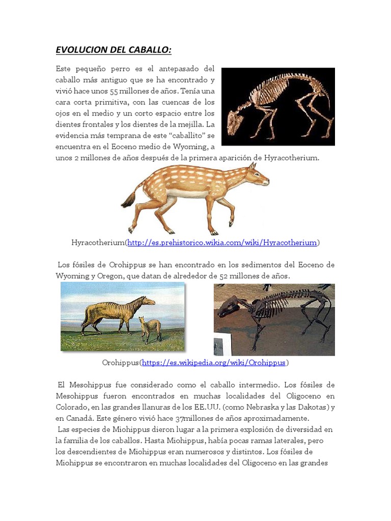 Evolución del Caballo a lo Largo del Tiempo | PDF | Burro | Caballos