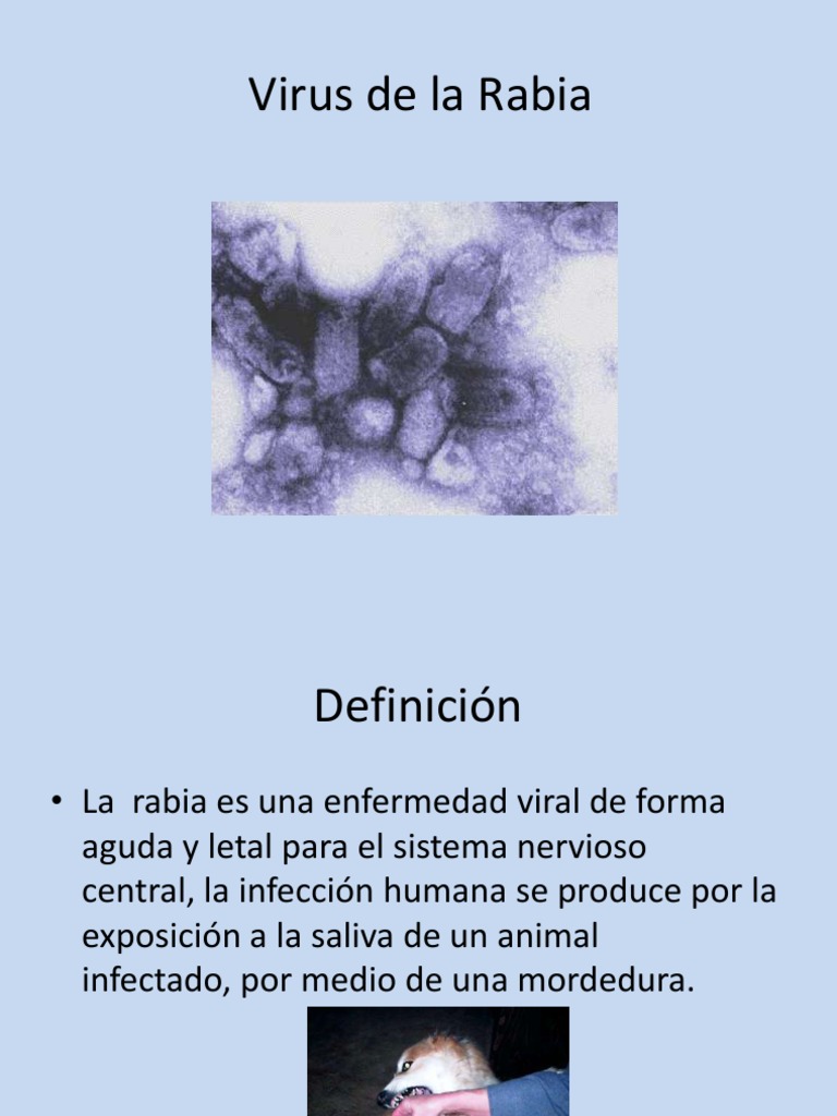 Virus de La Rabia | PDF | Rabia | Virus