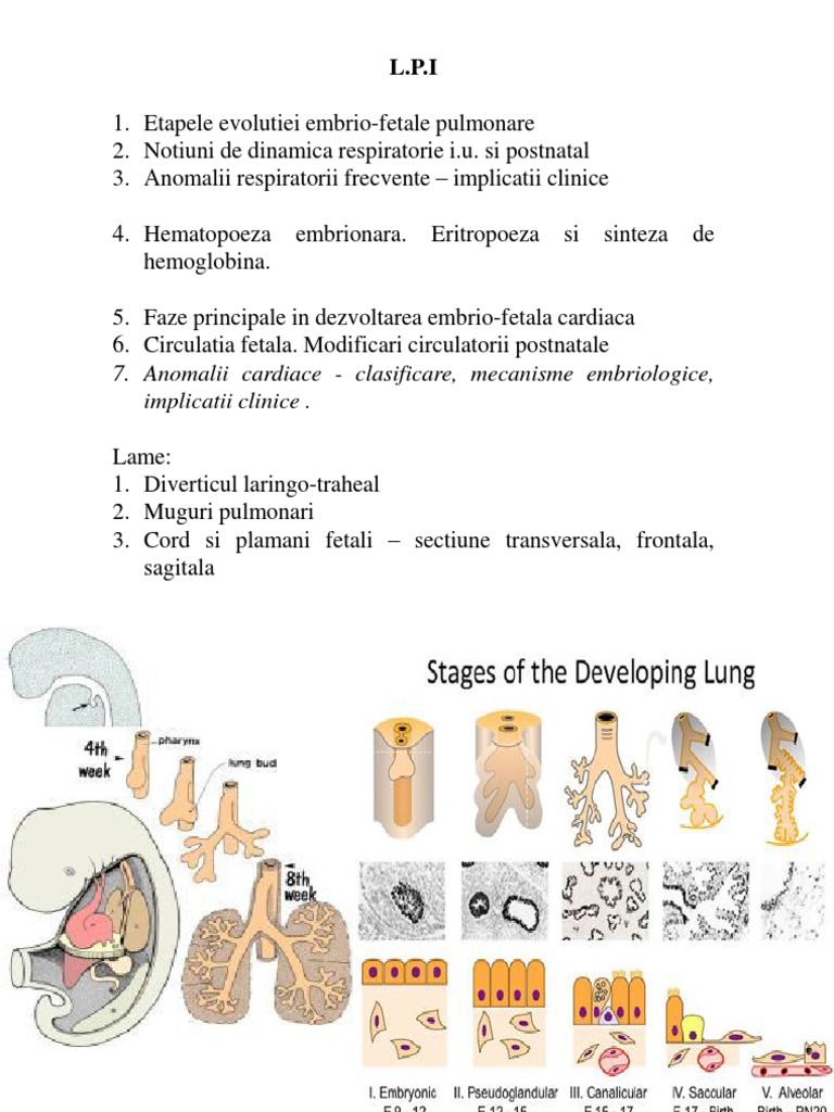 Embriologie An1lp1 Sem2 2018 | PDF