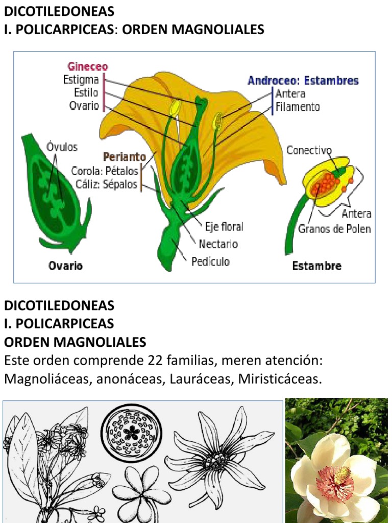 Tipos De Nectarios De Flores HS1406s/HS1421: El Maracuyá En Florida
