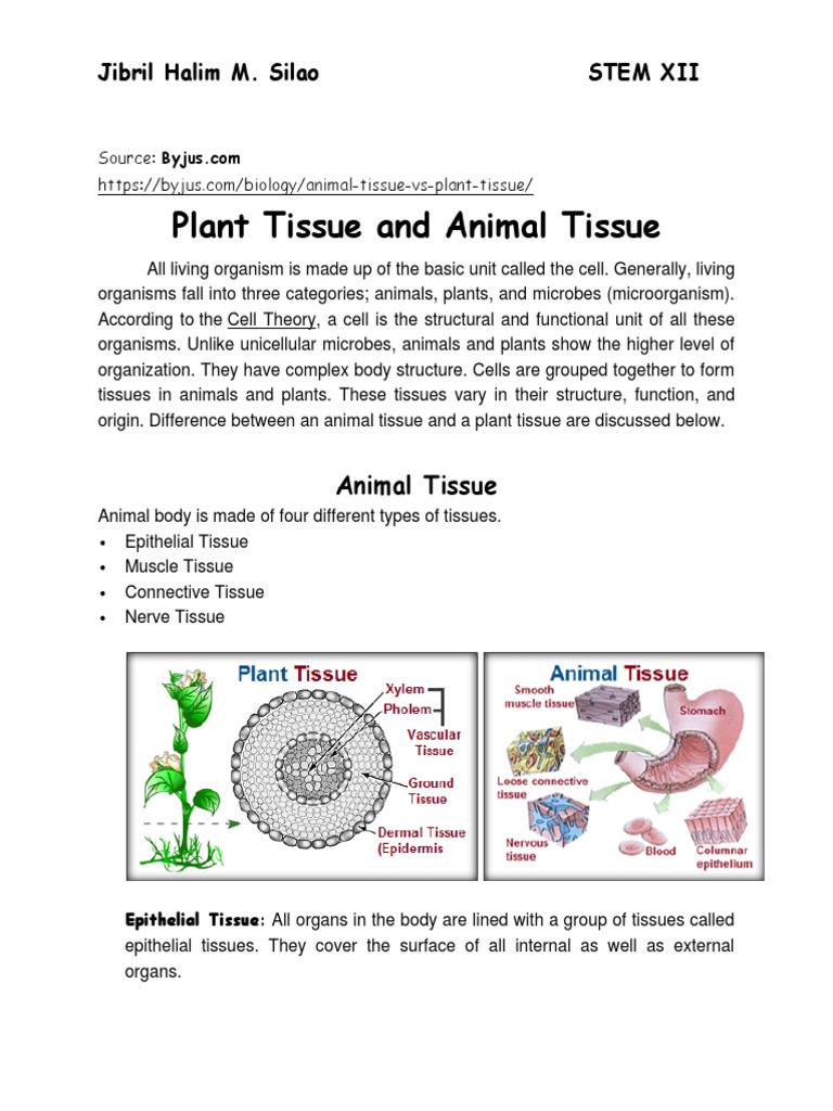 Plant Tissue and Animal Tissue | PDF | Tissue (Biology) | Epithelium
