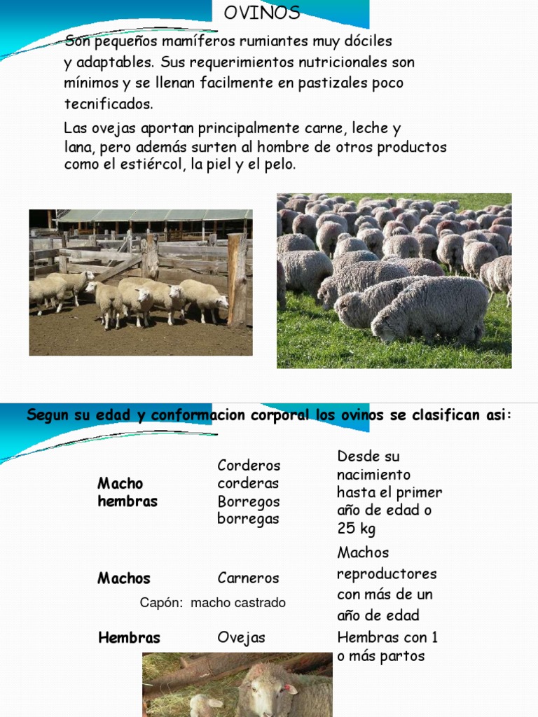 2 Ovinos | PDF | Oveja | Lana