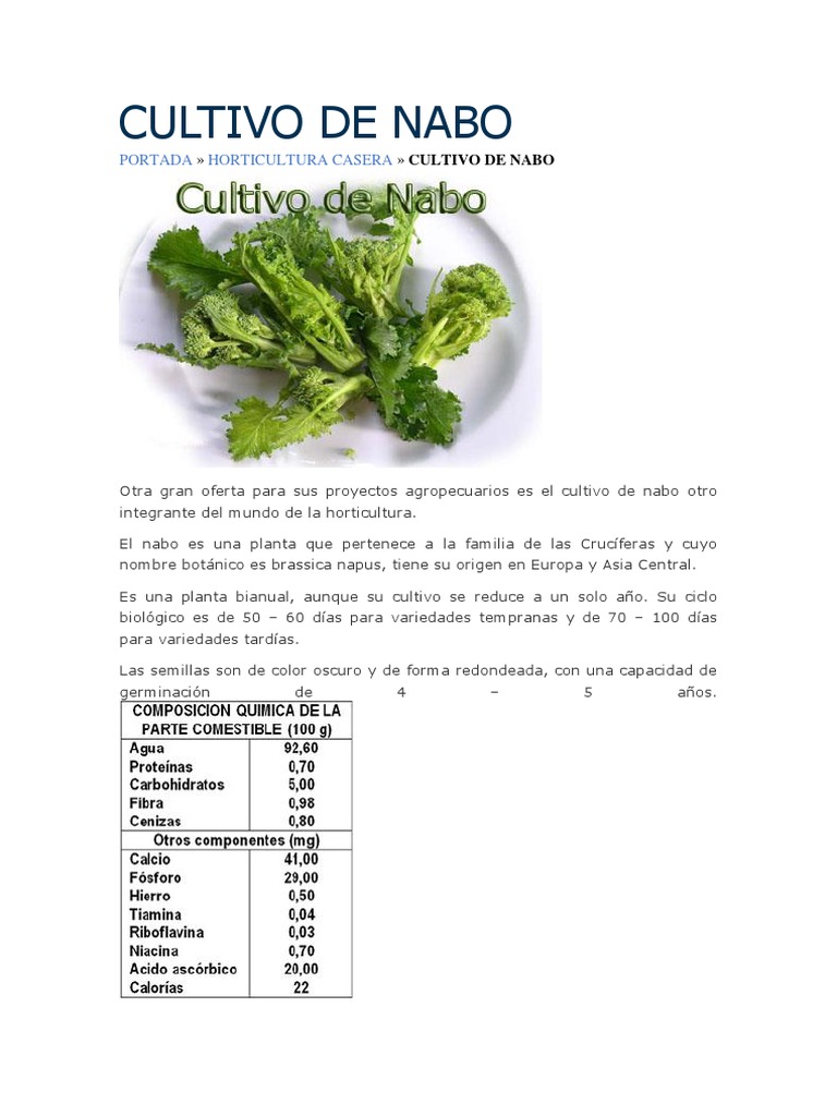 Cultivo de Nabo | PDF | Nabo | Horticultura y jardinería
