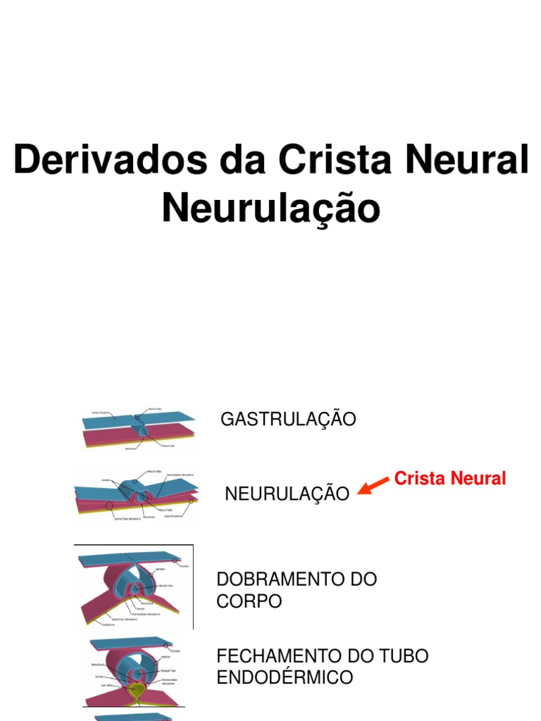 Derivados e Formação da Crista Neural | PDF | Anatomia animal ...
