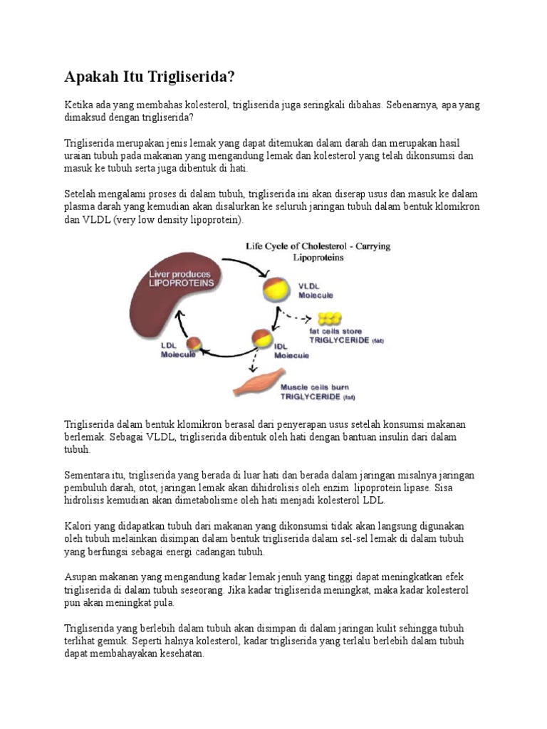 Apakah Itu Trigliserida | PDF | Kesehatan Holistik
