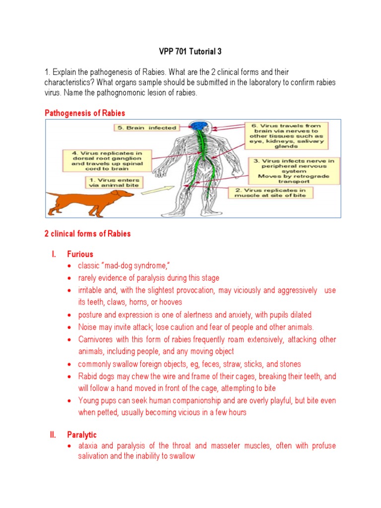 Rabies Pathogenesis and Clinical Forms | PDF | Rabies | Animal Diseases