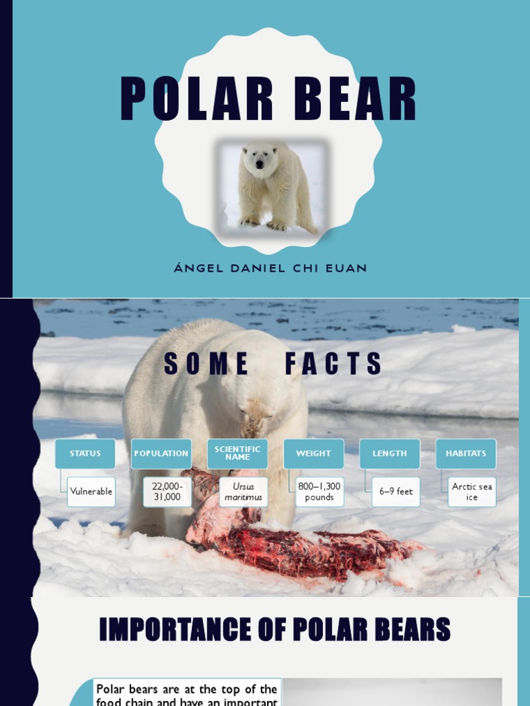 Polar Bear | PDF