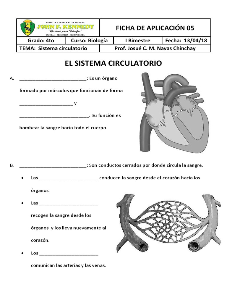 Ficha de Aplicación - Sistema Circulatorio y Excretor - 4to Grado | PDF | Sistema urinario | Sangre