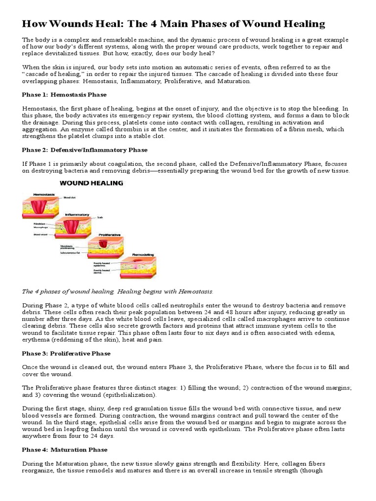 The 4 Main Phases of Wound Healing | PDF | Healing | Wound Healing