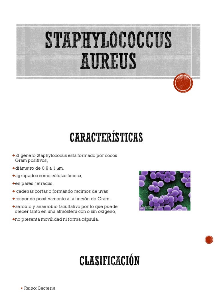 Staphylococcus Aureus | PDF